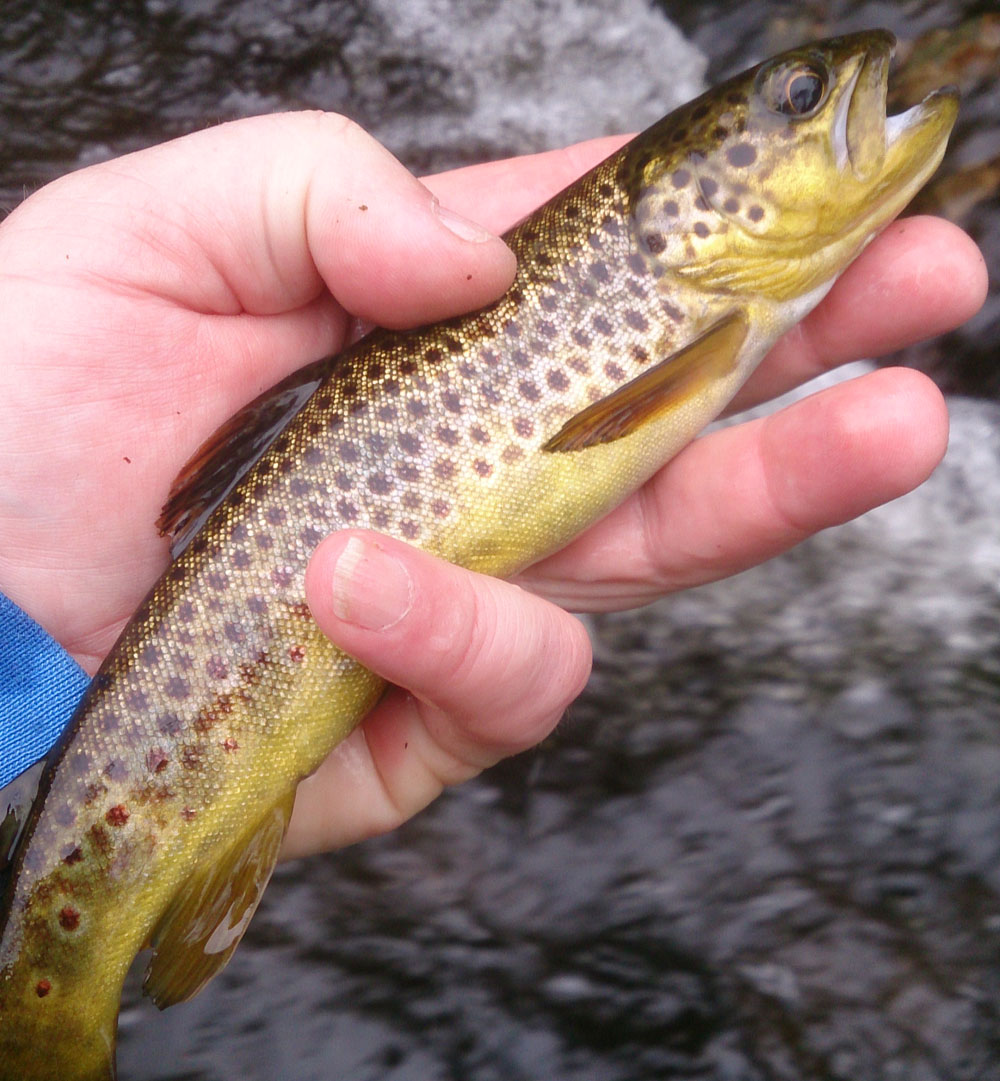 Flisaelva – Harr og ørretvann – Finnskogene